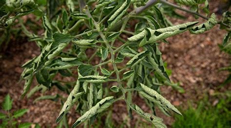 8 Reasons Your Tomato Leaves Are Curling And How To Fix It Tomato