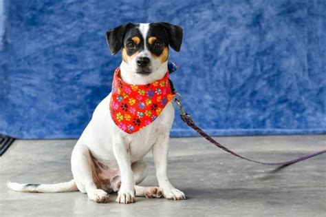Adopt Buster On Petfinder Rat Terrier Mix Terrier Mix Dogs Rat Terriers
