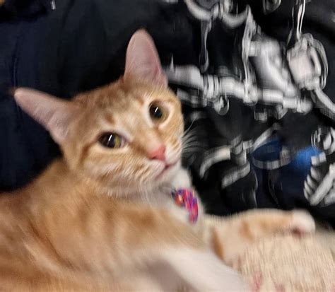 This Is My New Cat His Name Is Coquito What Do You Think 🥹🫶🏼 Rkittens