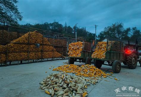 田畴沃野好“丰”景：秦州区11万亩大豆玉米迎来一地“双丰收” 天水在线