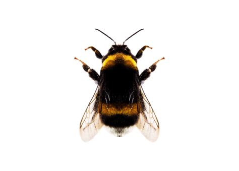 Bumble Bee Insect Sting