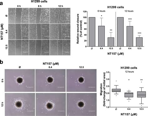 Nt157 Reduces Cell Migration On H1299 Cells A Wound Healing Assay