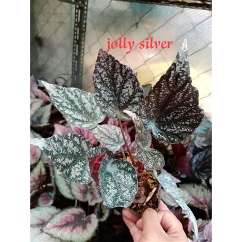 Begonia Variety Luzon Only Shopee Philippines