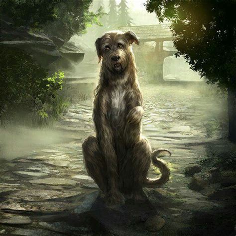 Irish Wolfhound Photos