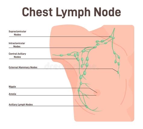 Man Chest Lymph Node Fluid Exchange Body Defense From Infection Stock Vector Illustration Of