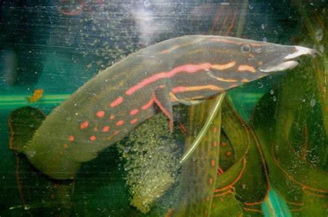 金魚 水族快訊Goldfish Aquarium Messages 噴火龍魚 Mastacembelus erythrotaenia