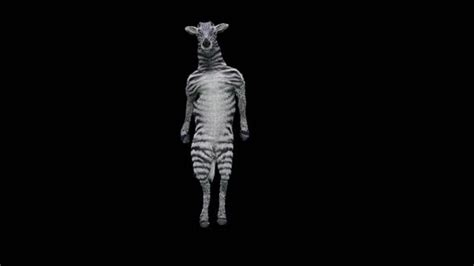 63 Zebra Dancing Hd Motion Graphics Videohive