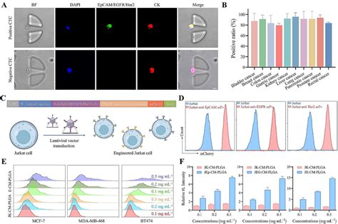 Universality Of Epcamegfrher2 Combination And The Preparation Of