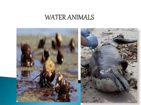 Oil Spill Causes Control And Prevention Pptx
