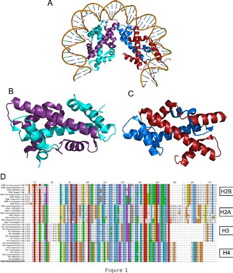 Figure 1 From Unraveling The Evolutionary Origins Of Histone Fold Motif Hfm In Plants