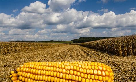 Maize Quick Facts Earth Home Evolution