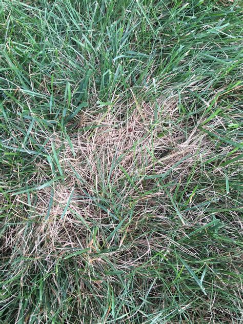 Brown Circles Lawn Care Forum