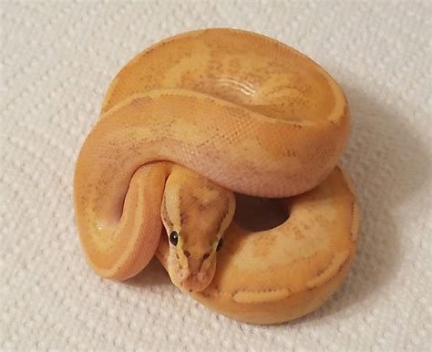 Puma Ball Python By Wild Side Reptilez Morphmarket