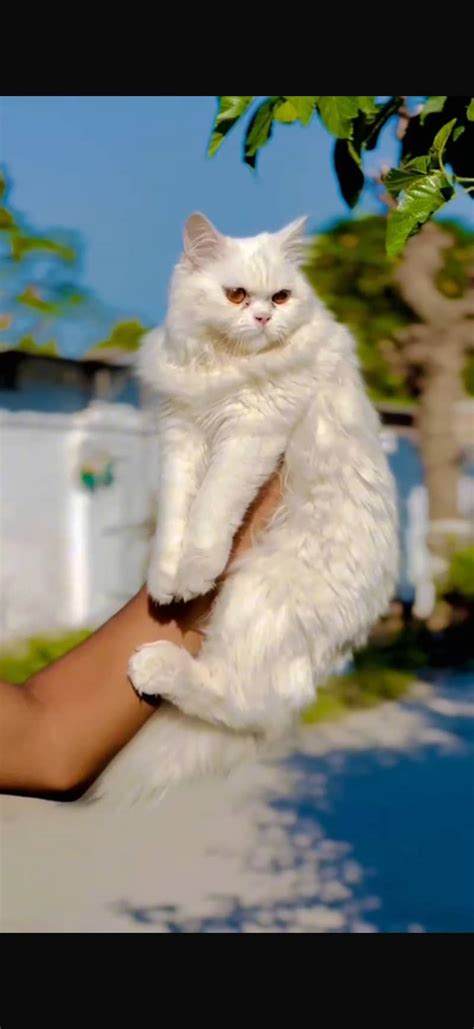 Persion Female Adult Cats 1103848743