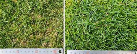 삼성물산 잔디硏 K리그 축구장 잔디 품질 개선 삼성물산 뉴스룸
