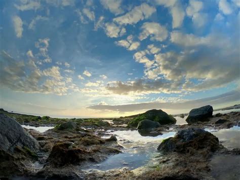 Which Algae Produces The Most Oxygen Unveiling The Super Algae