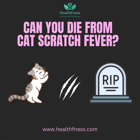 Can You Die From Cat Scratch Fever By Medium