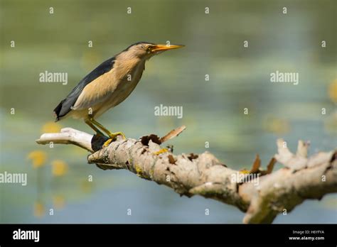 Oiseau butor Banque de photographies et dimages à haute résolution Alamy