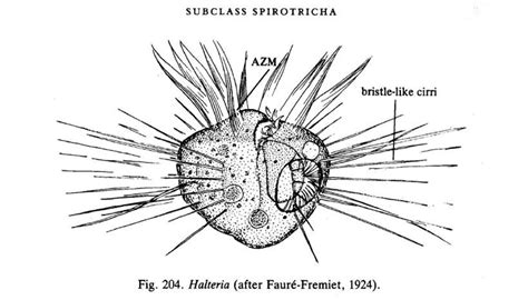 Ciliates Diagram