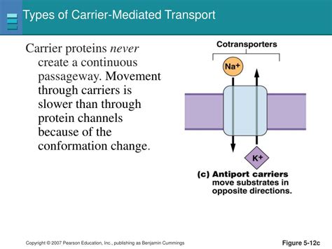 Examples Of Carrier Mediated Transport At Jayden Nobbs Blog