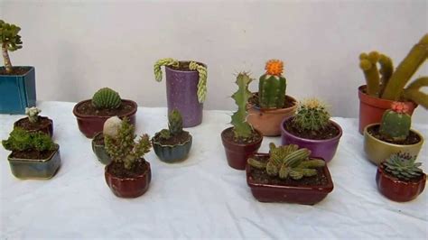 Como Sembrar Cactus En Casa Colombia Verde