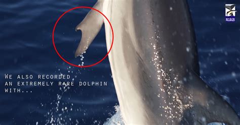 엄지 척 치켜올린 줄무늬돌고래의 사연은