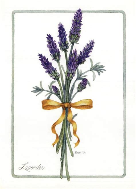 Сорта лаванды узколистной