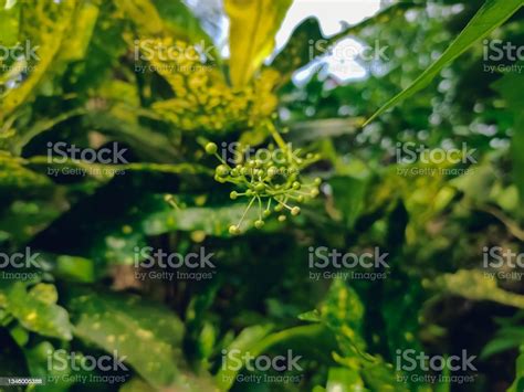 Codiaeum Variegatum은 가족 Euphorbiaceae의 일원인 속 코디아에 있는 식물의 종입니다 0명에 대한 스톡