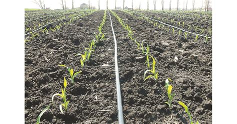 Времето ще е подходящо за сеитба на царевицата Български Фермер