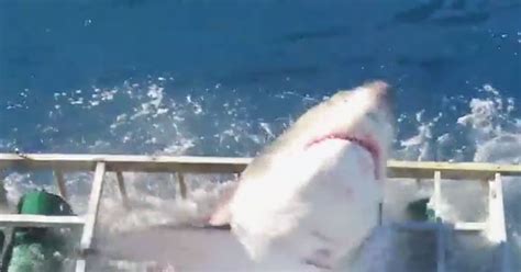 Terror En Altamar El Momento En El Que Un Tiburón Blanco Irrumpe En La