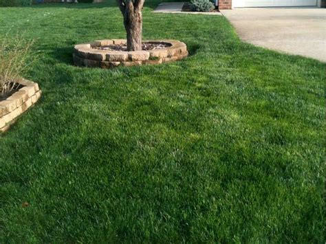 The Best Grass For New Mexico Lawns