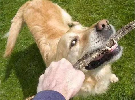 狗狗狂犬病有5种症状，如果超过三种，说明已经是狂犬病！情况