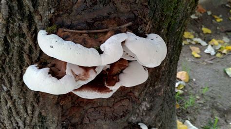 Ganoderma Applanatum Jóvenes Micologia Agroforestal