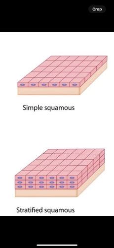 Epithelial Tissue Lecture Flashcards Quizlet