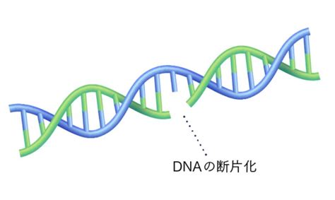 精子dna断片化とart成績 精子の質 改善ラボ