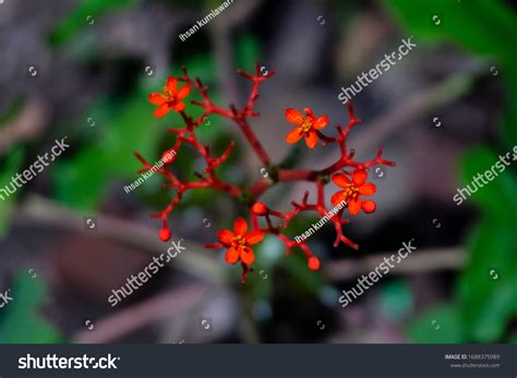 16 Explosive Dehiscence 이미지 스톡 사진 및 벡터 Shutterstock