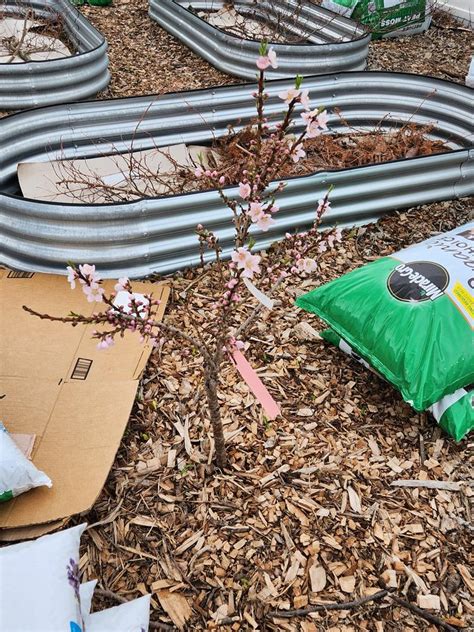 Bonanza Peach Trees For Sale