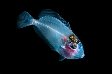 Translucent Fish