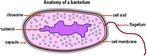 Nucleoid Of Bacteria Science Solve