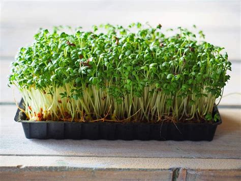 Cress Seed Microgreen Sprouting Organic Seeds Non Gmo Country Cr