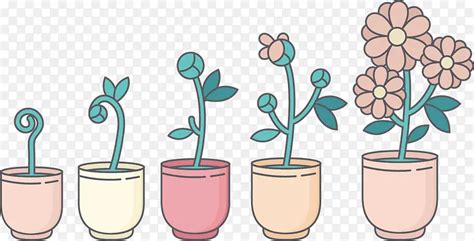 矢量花生长png图片素材下载图片编号9099213 Png素材网