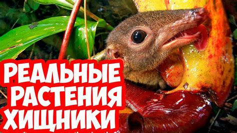 Растения хищники комнатные растения Youtube