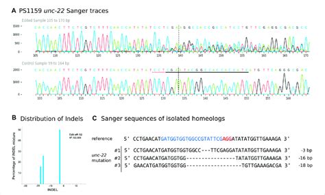 A Panagrolaimus Sp Ps1159 Unc 22 Sanger Sequencing Traces After Pcr