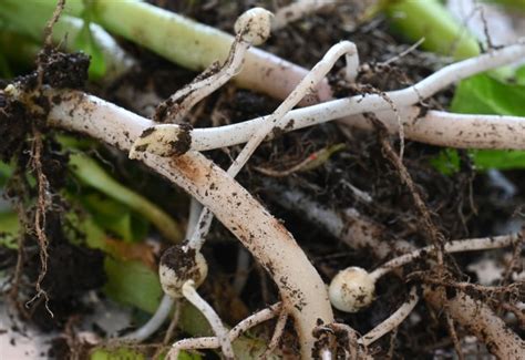 Tuber Initiation Timing To Protect Against Stress British Potato