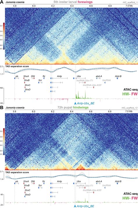 Hindwing Enriched Chromatin Opening Around Ubx And The Antp Ubxbe Download Scientific Diagram