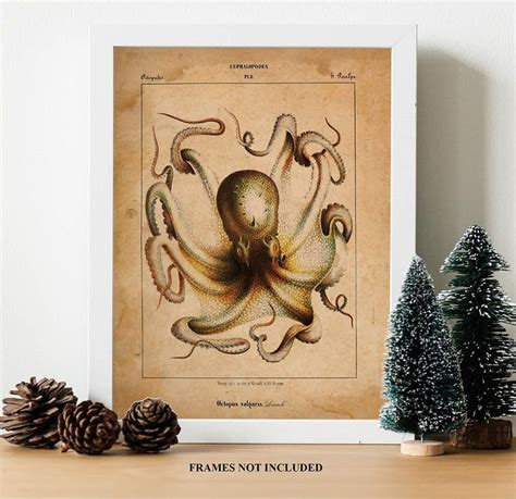 Octopus Vulgaris Cephalopoda Squid Art Octopus Wall Art Etsy