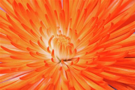 Marmalade Mum Photograph By Judy Vincent Pixels