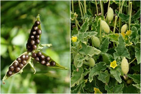 Pop 13 Garden Plants With Exploding Seeds