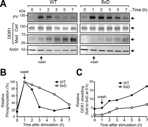 Reduced Ddr1 Shedding Is Associated With Its Sustained Phosphorylation Download Scientific
