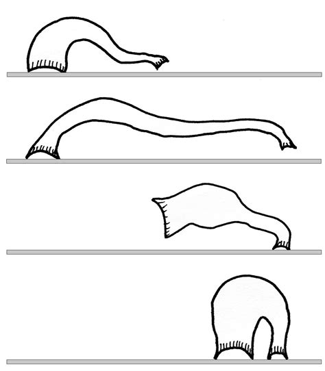External Apertures And Division Of The Body — Lesson Science State